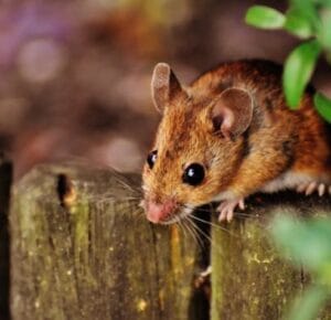 Will Borax Kill Rats