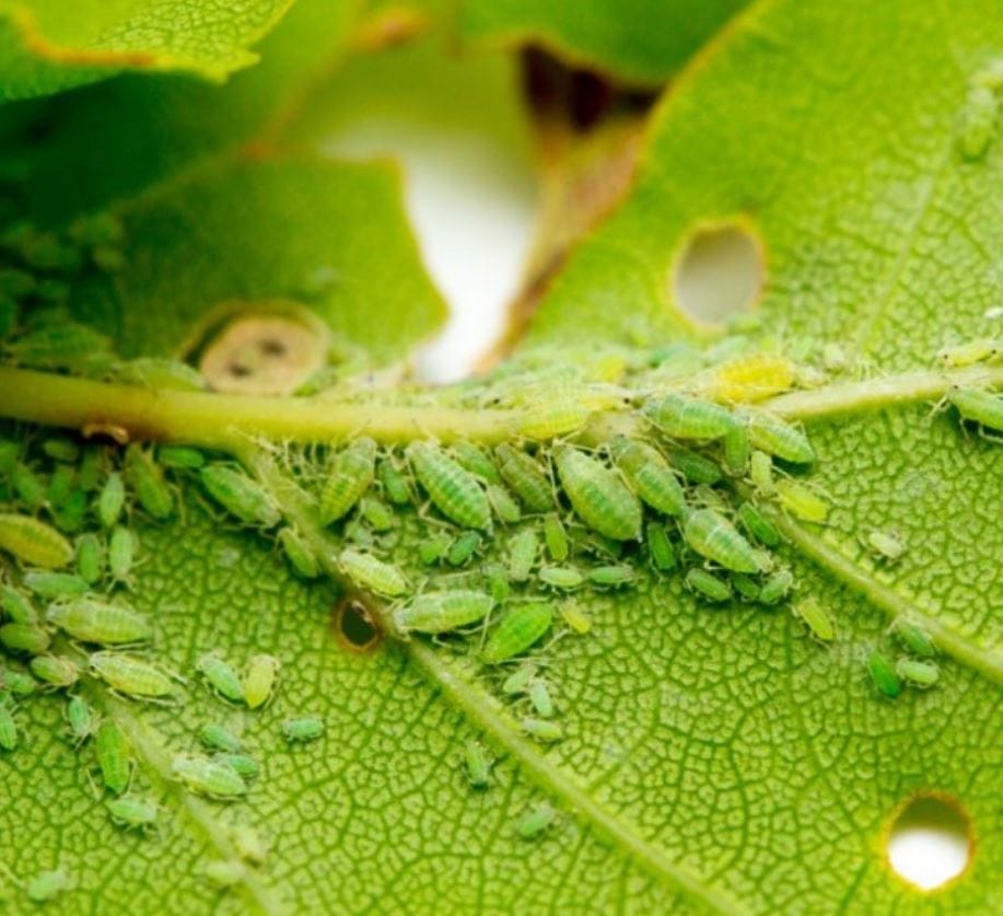 How to Get Rid of Aphids with Dish Soap – Safe Garden Hack – Beaver ...