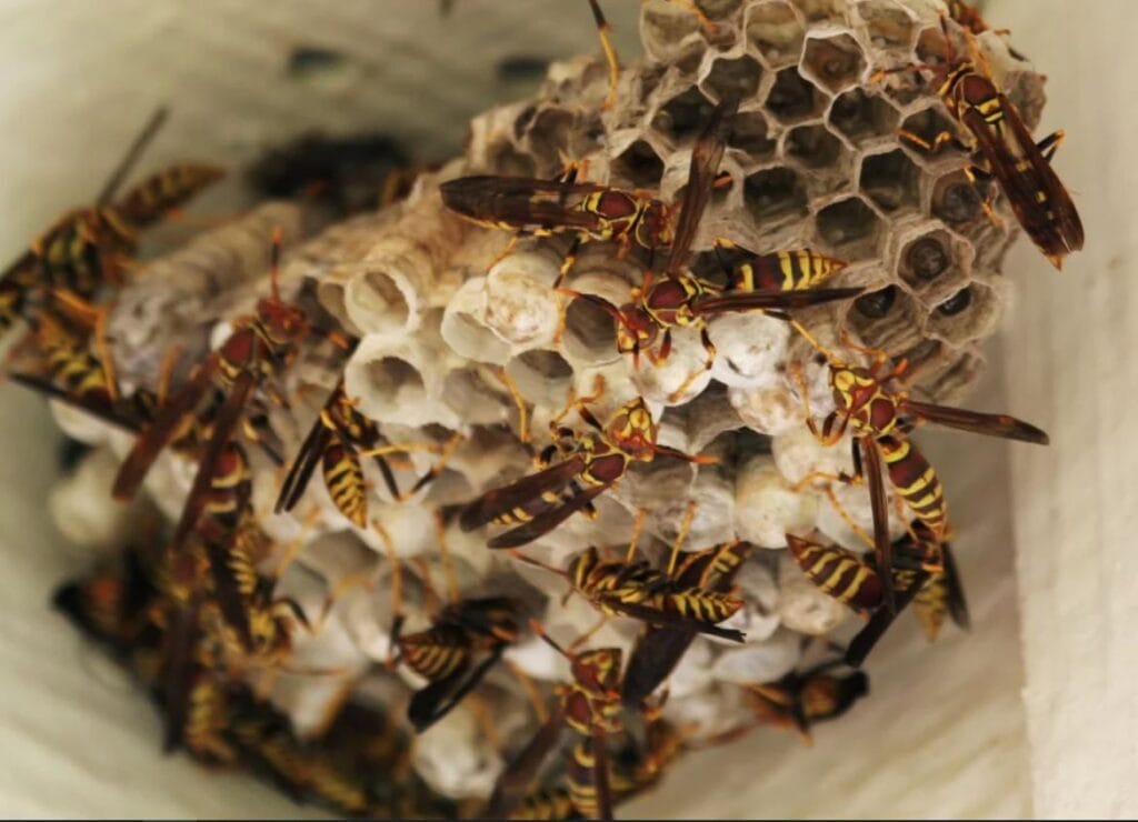 How to Spot and Get Rid of a Wasp Infestation at Home – Beaver Maids ...