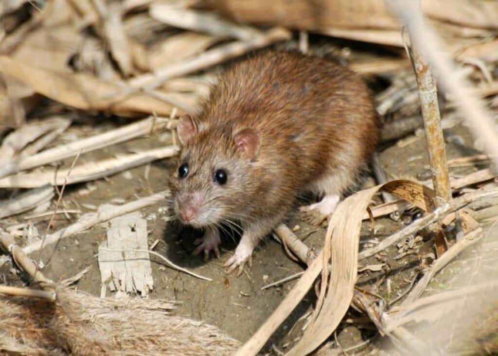 How Big Can Rats Get? Understanding What Impacts Rat Size – Beaver ...