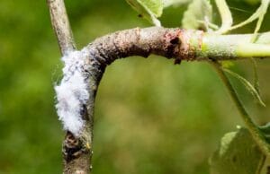 The Comprehensive Guide to Managing Aphids on Apple Trees – Beaver ...